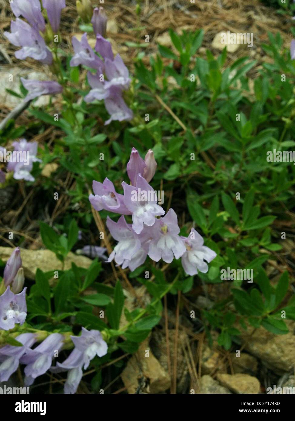 Bush Penstemon (Penstemon fruticosus) Plantae Stock Photo - Alamy