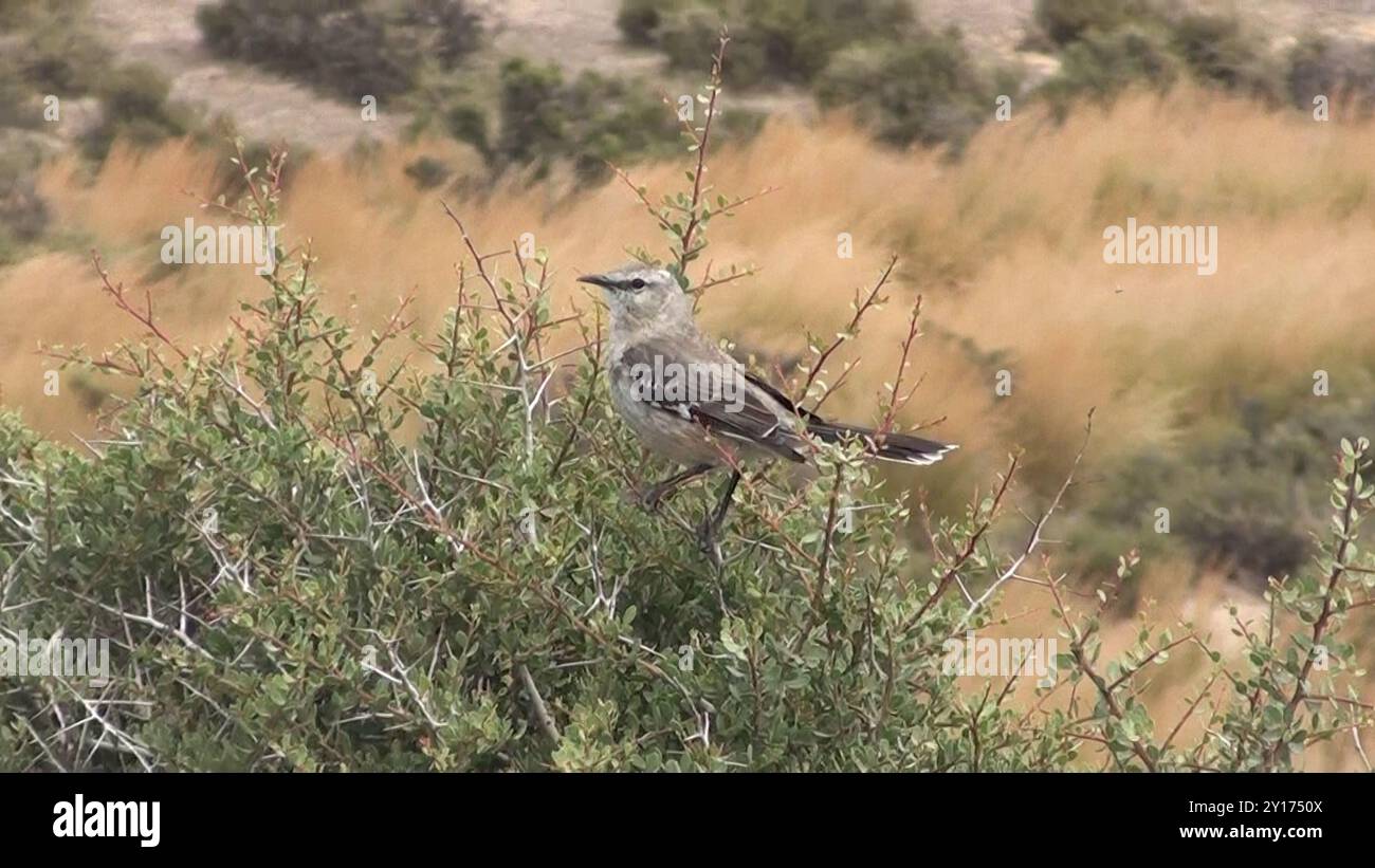 Patagonian Mockingbird (Mimus patagonicus) Aves Stock Photo - Alamy