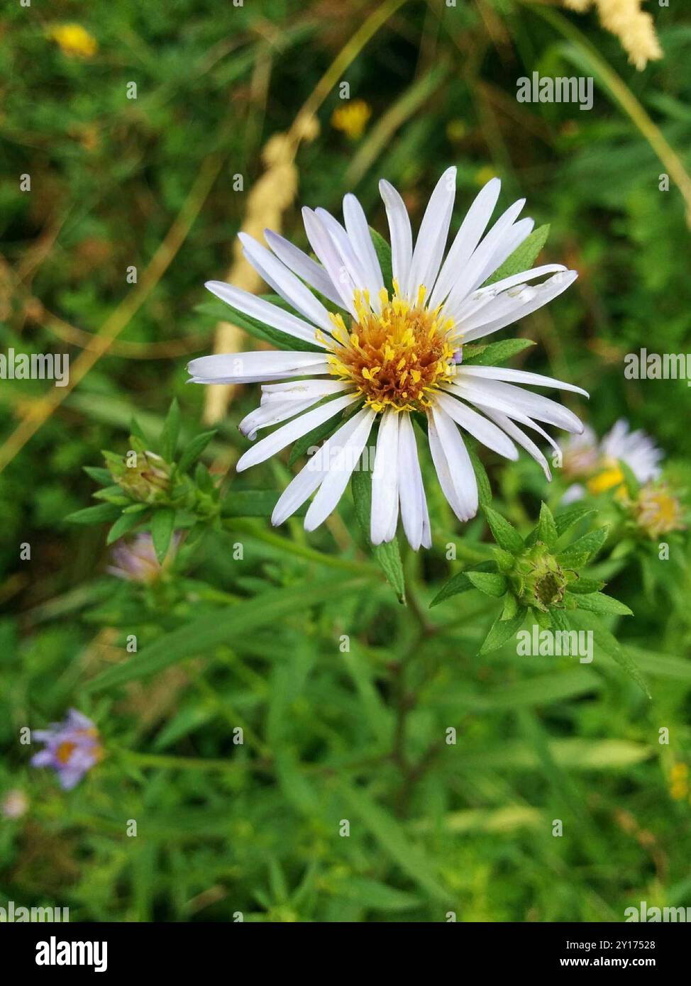 Douglas' Aster (Symphyotrichum subspicatum) Plantae Stock Photo - Alamy