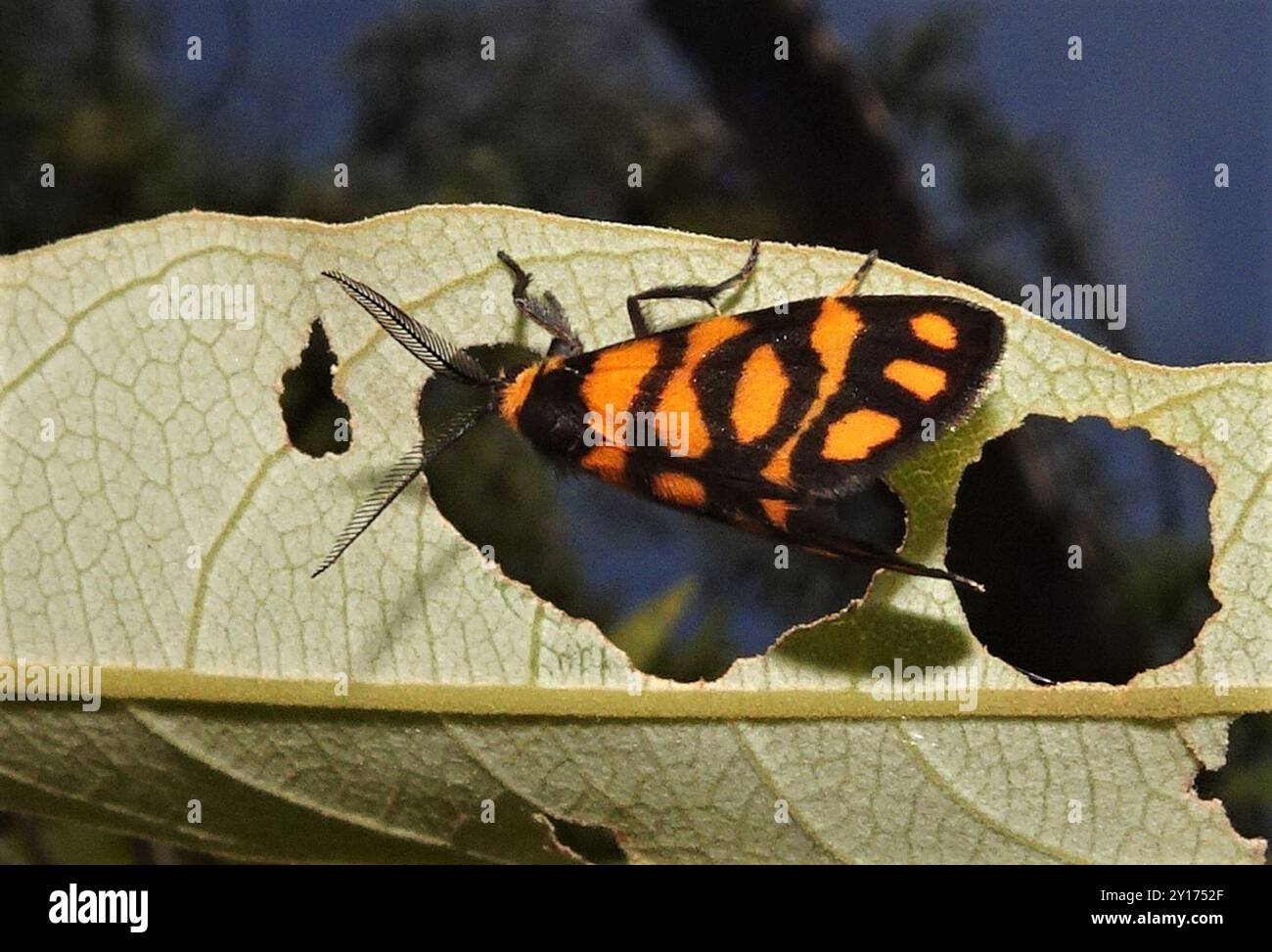 Lydia Lichen Moth (Asura lydia) Insecta Stock Photo - Alamy