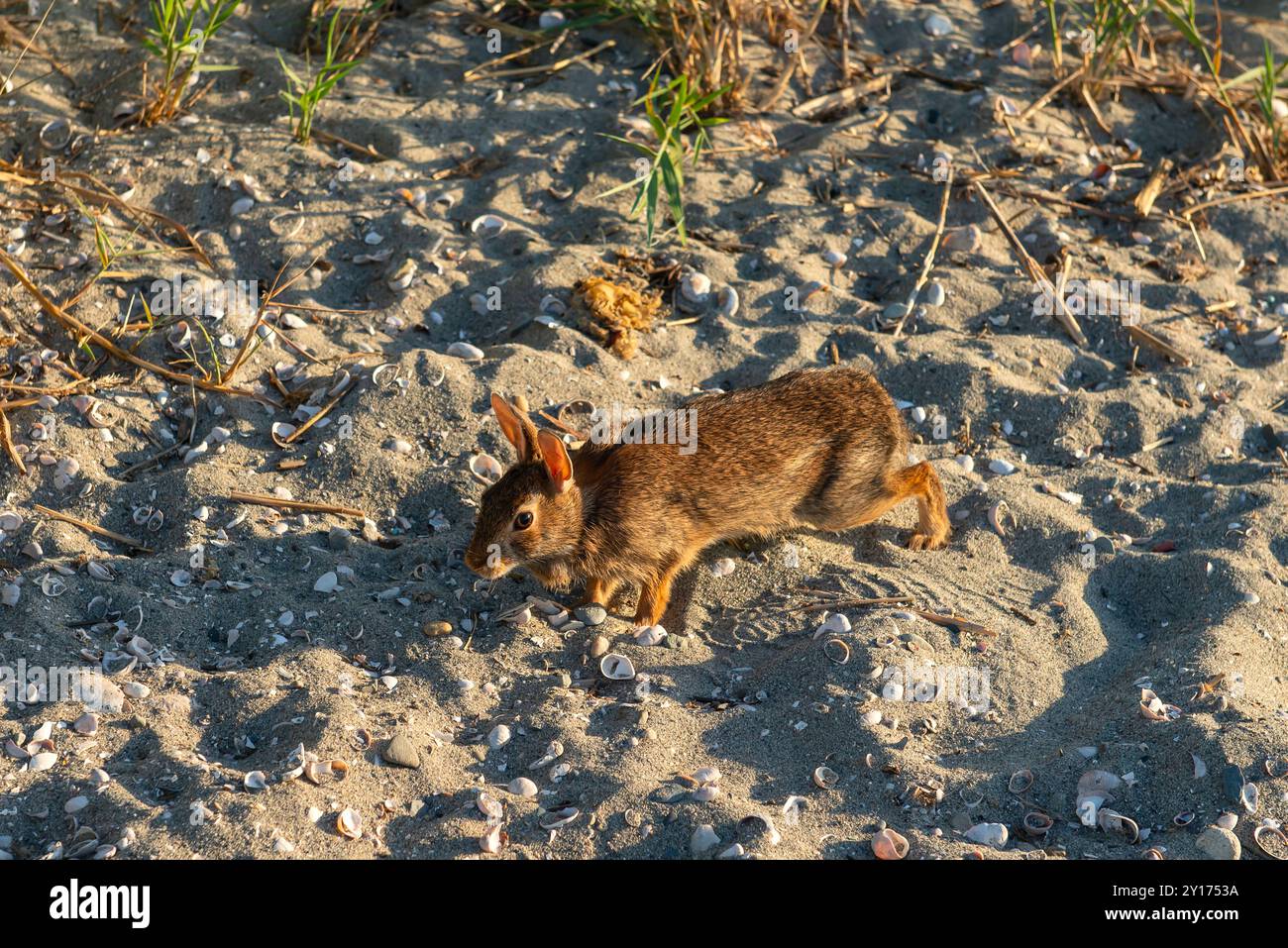 Cartoon rabbit graphic hi-res stock photography and images - Alamy