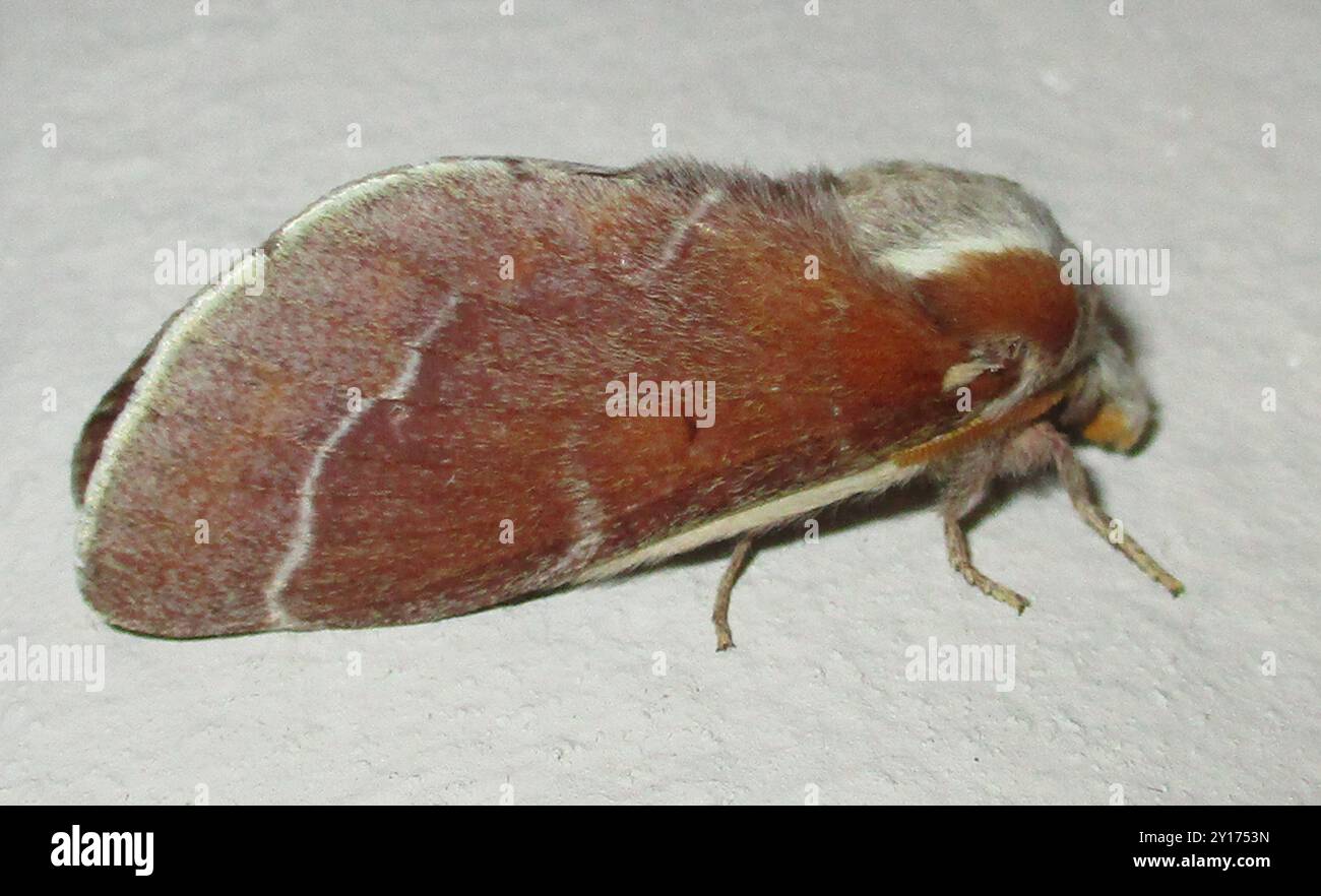 (Streblote polydora) Insecta Stock Photo - Alamy