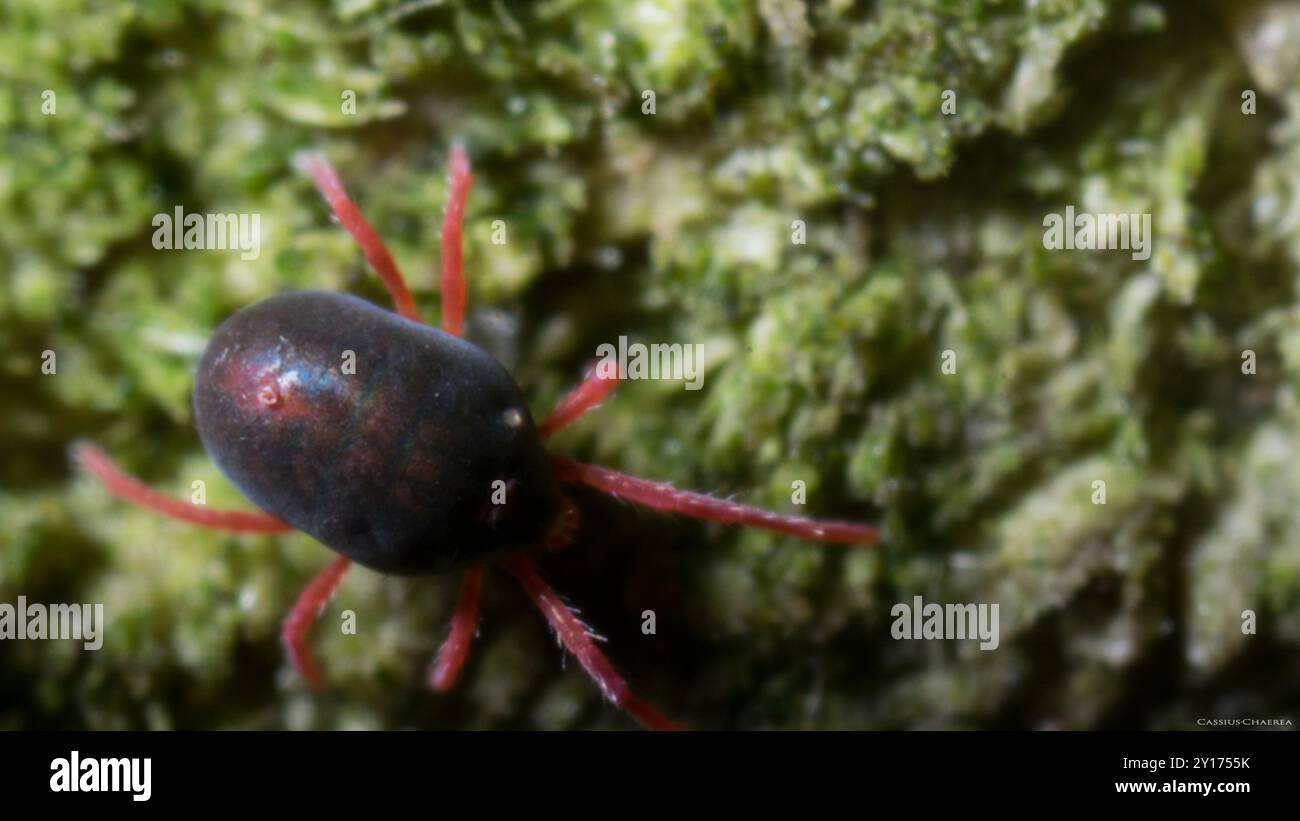 Blue Oat Mite (Penthaleus major) Arachnida Stock Photo - Alamy