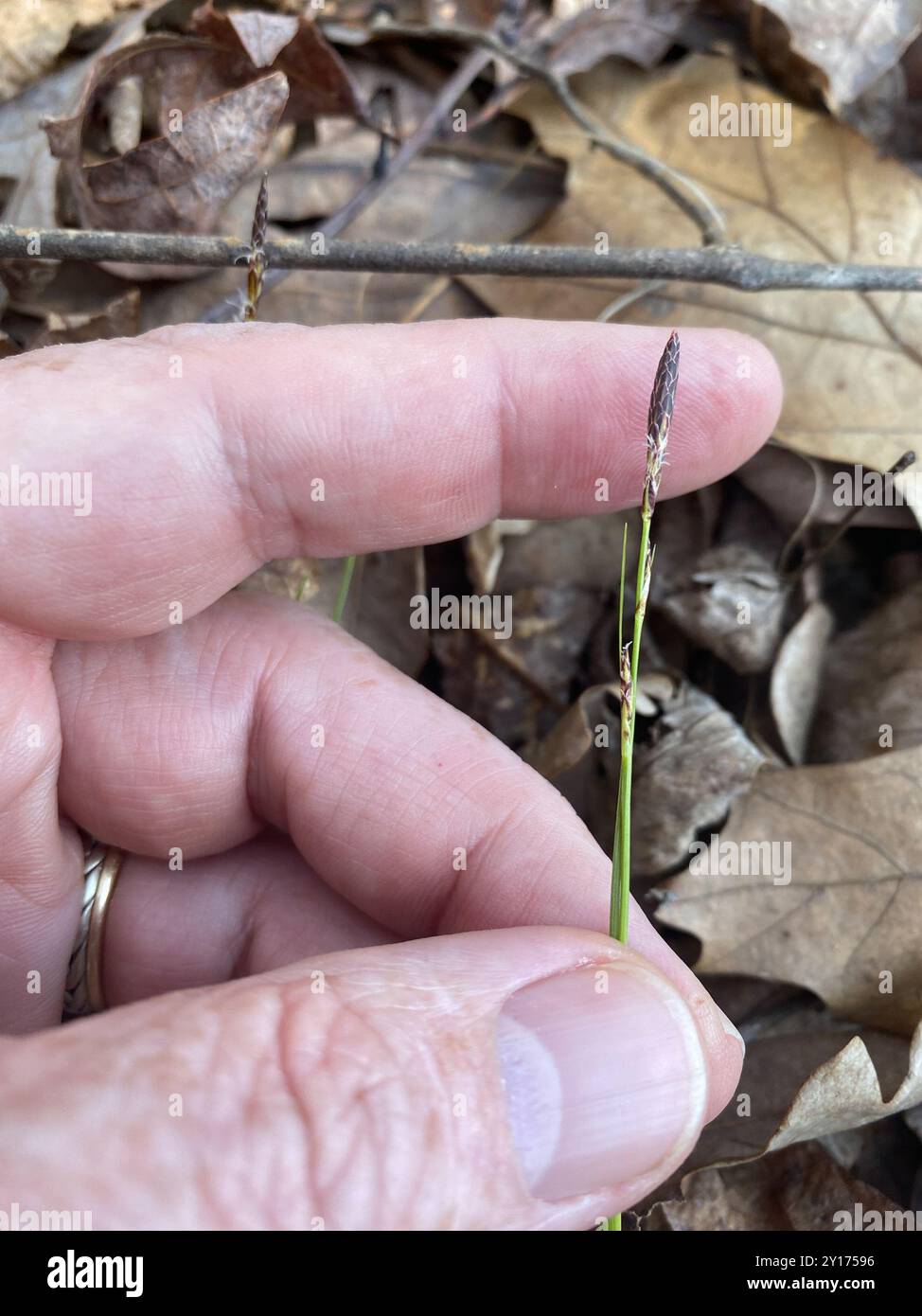 Pennsylvania sedge (Carex pensylvanica) Plantae Stock Photo - Alamy