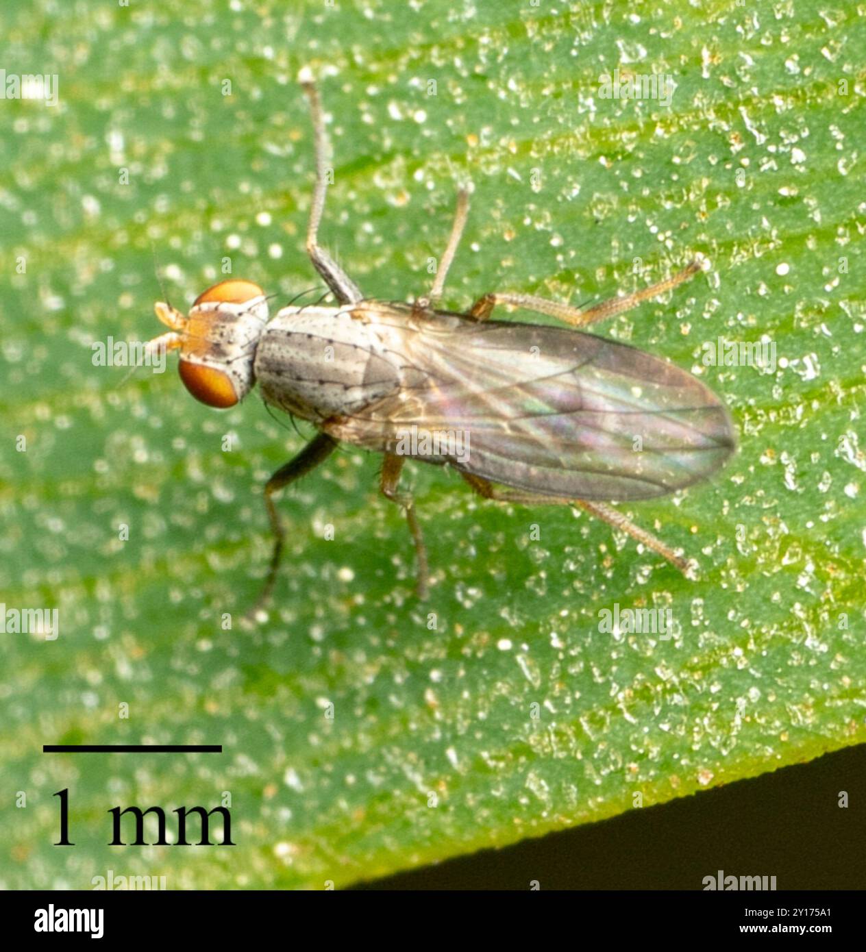 (Trixoscelis signifera) Insecta Stock Photo - Alamy