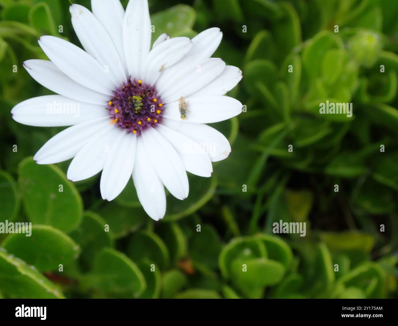trailing African daisy (Dimorphotheca fruticosa) Plantae Stock Photo ...
