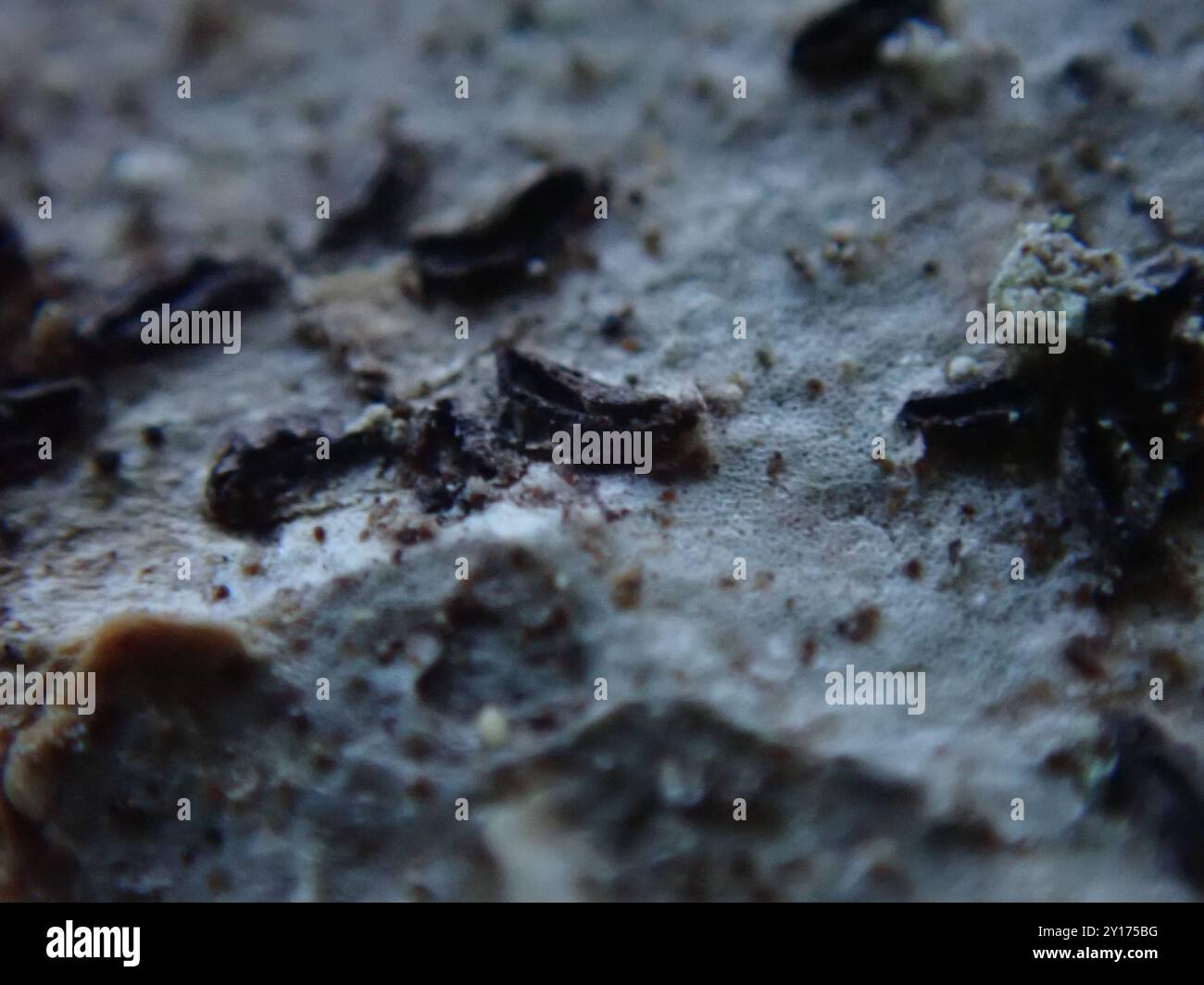 Common Script Lichen (Graphis scripta) Fungi Stock Photo - Alamy