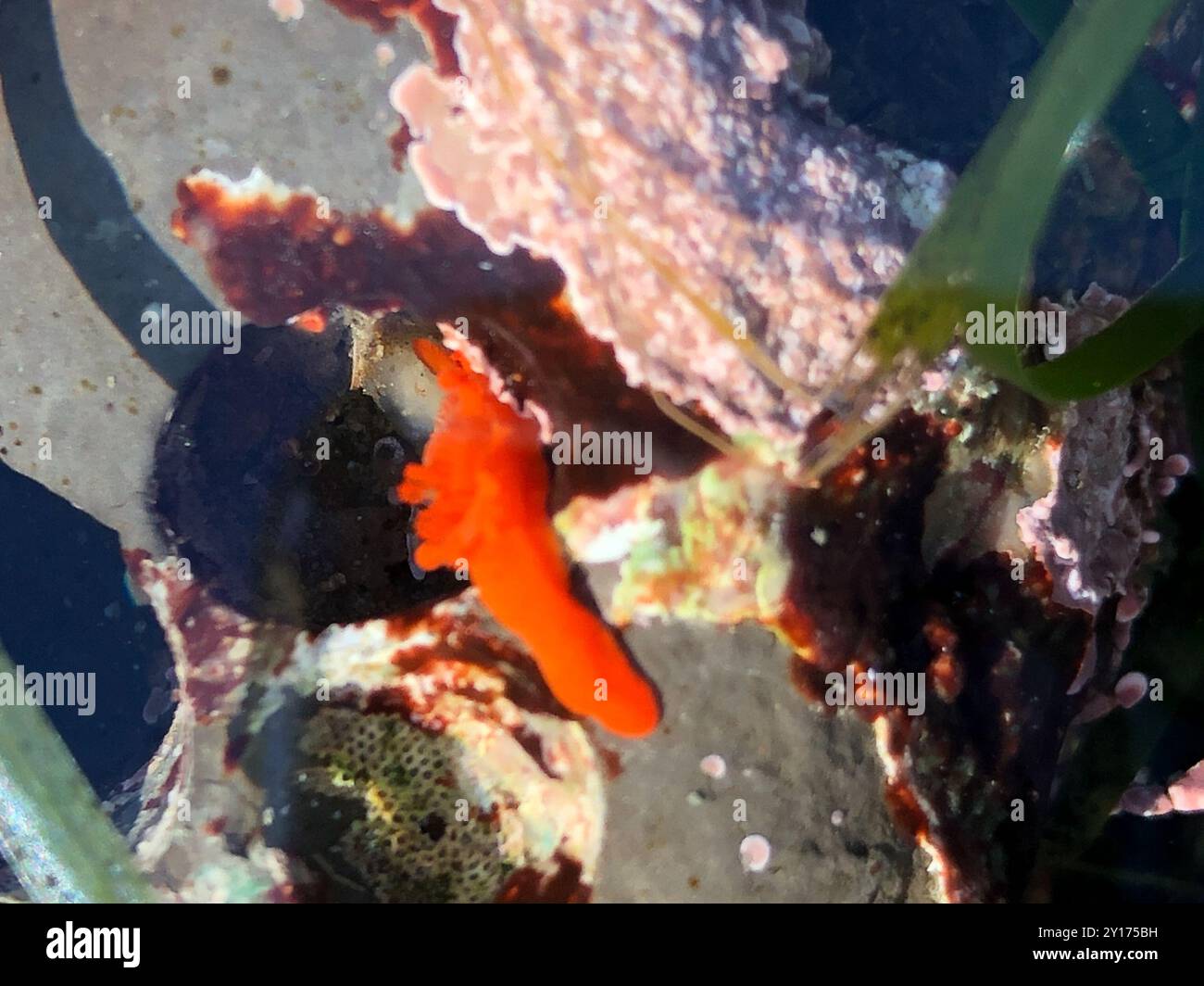 Spotted Dorid (Triopha maculata) Mollusca Stock Photo - Alamy