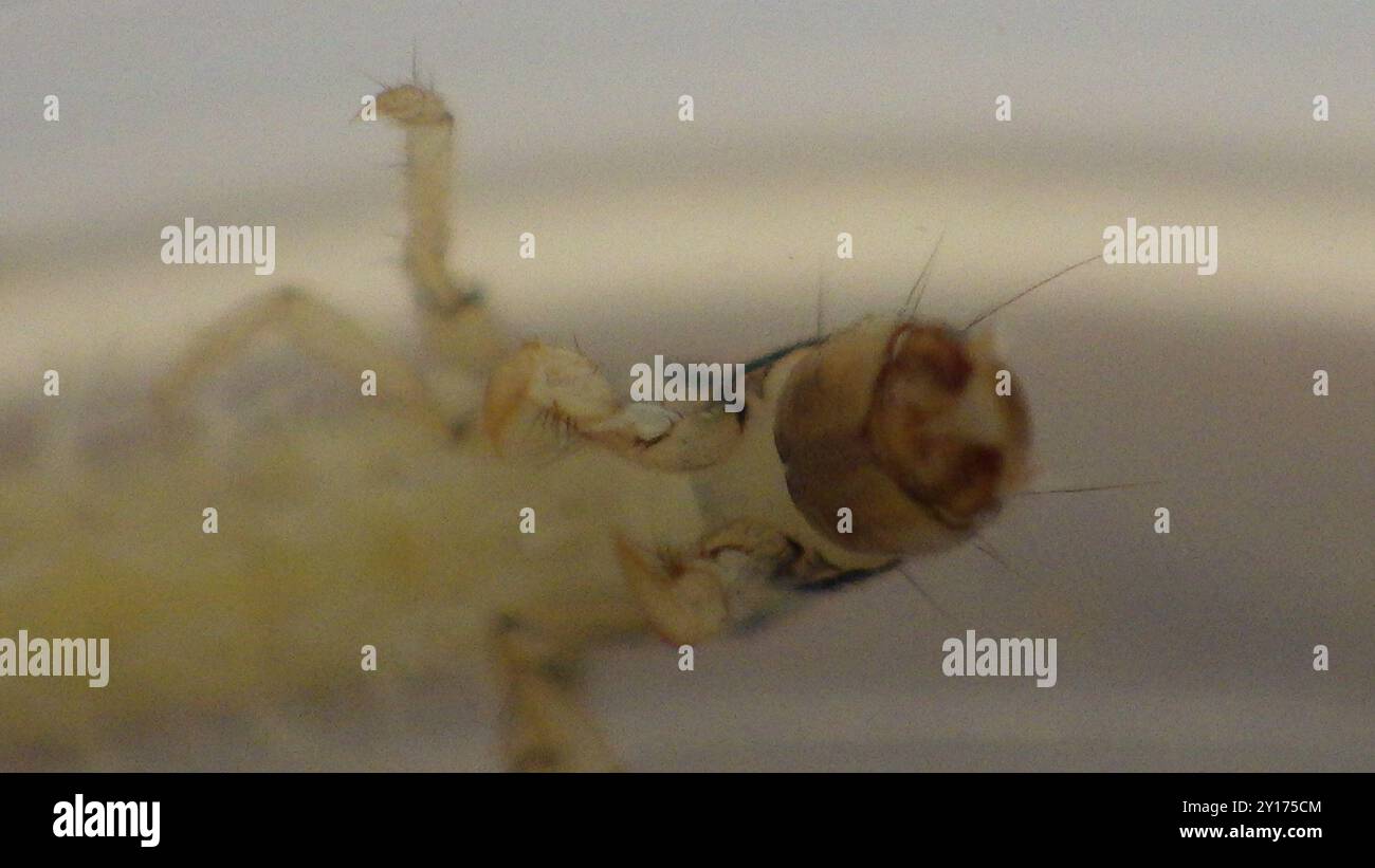 Net-spinning Caddisflies (Hydropsychidae) Insecta Stock Photo - Alamy