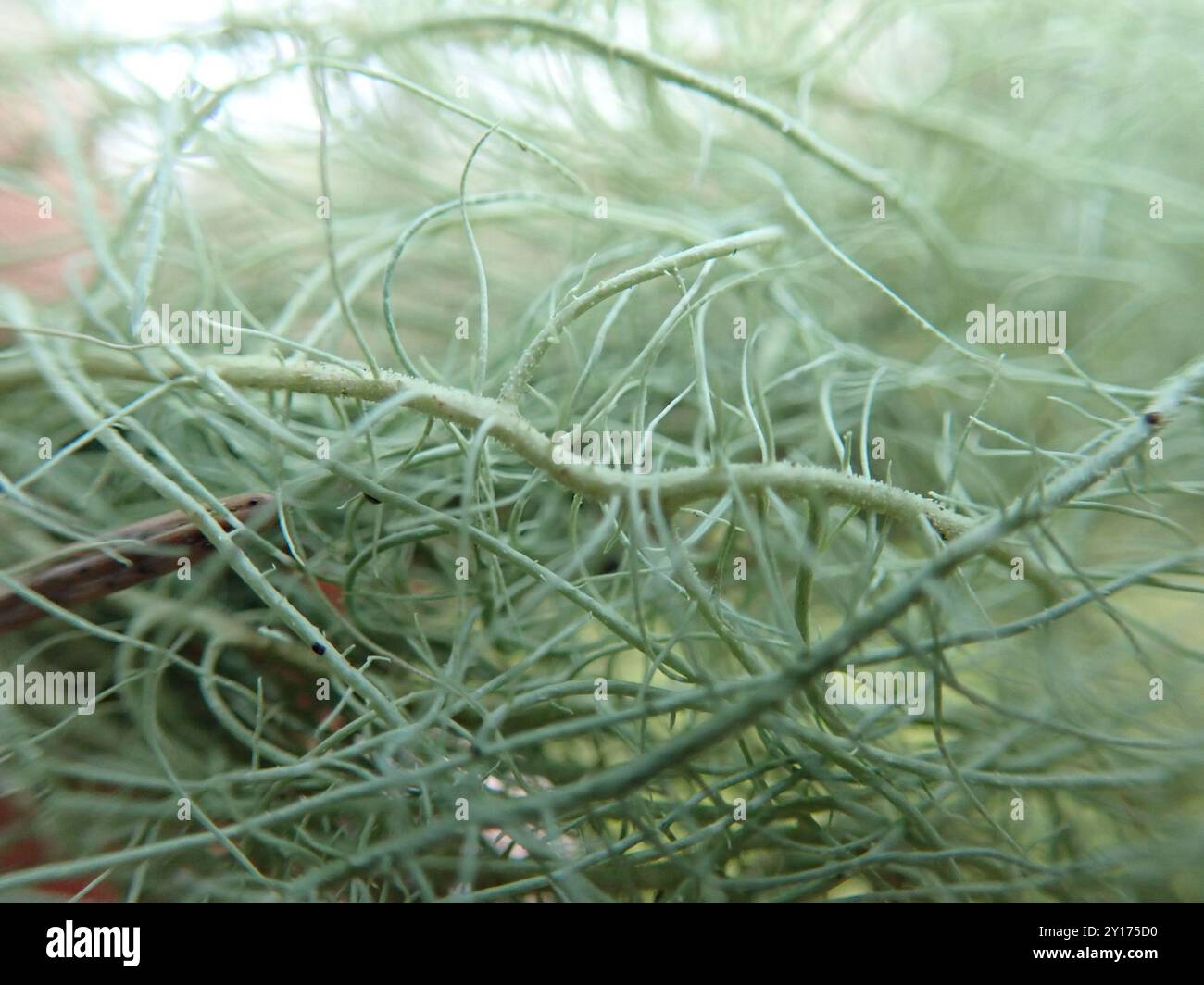 Fishbone Beard Lichen (Usnea dasopoga) Fungi Stock Photo - Alamy