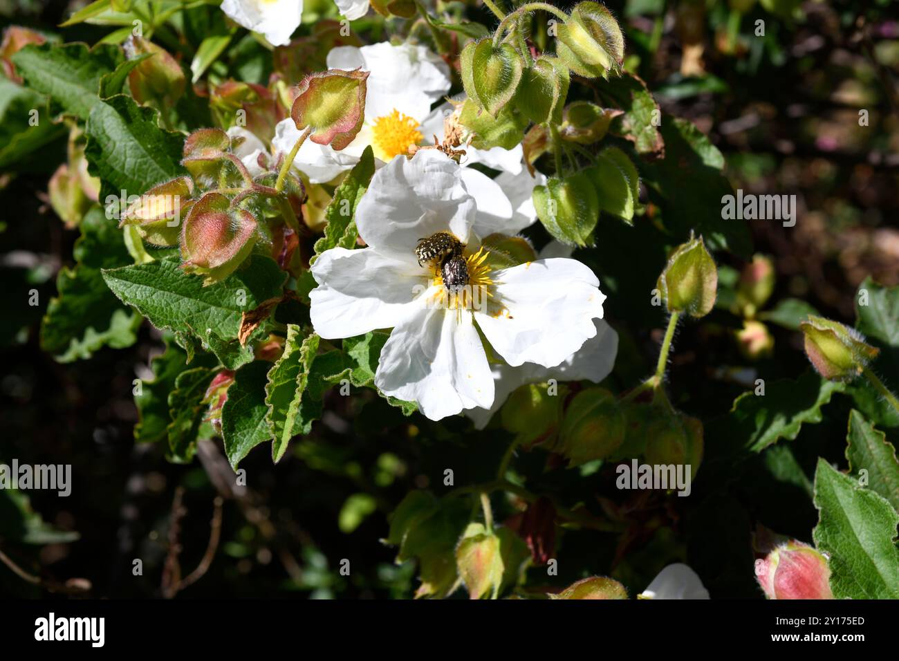 Jara macho hi-res stock photography and images - Alamy