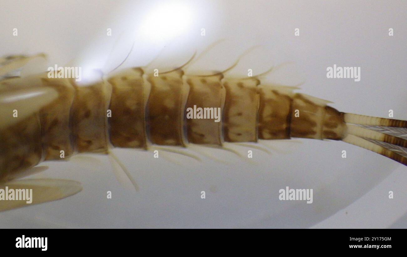 (Ameletus lineatus) Insecta Stock Photo - Alamy