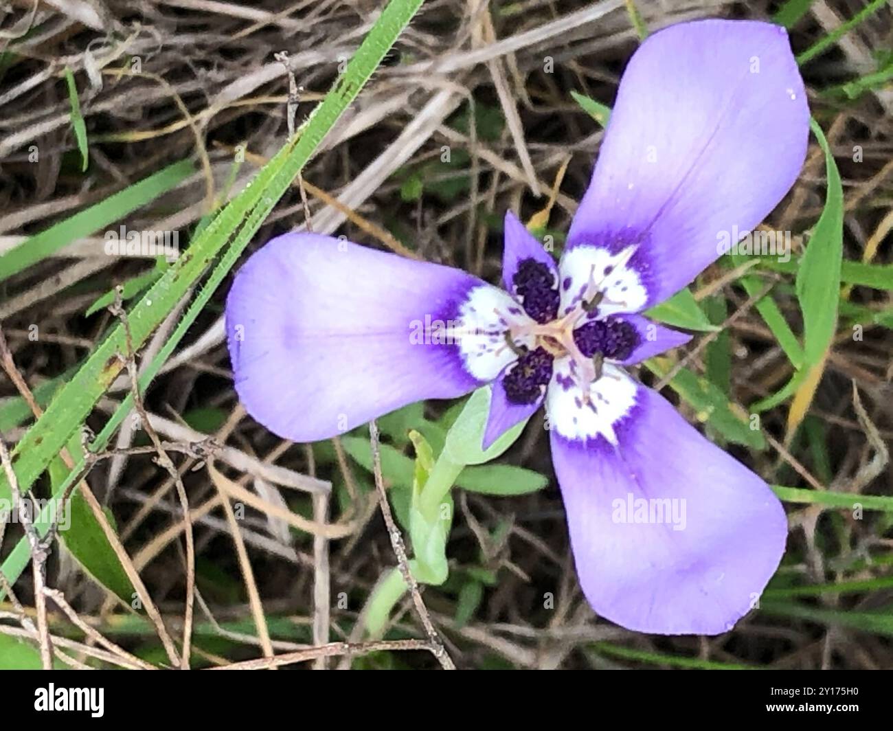 Prairie Nymph (Herbertia lahue) Plantae Stock Photo - Alamy