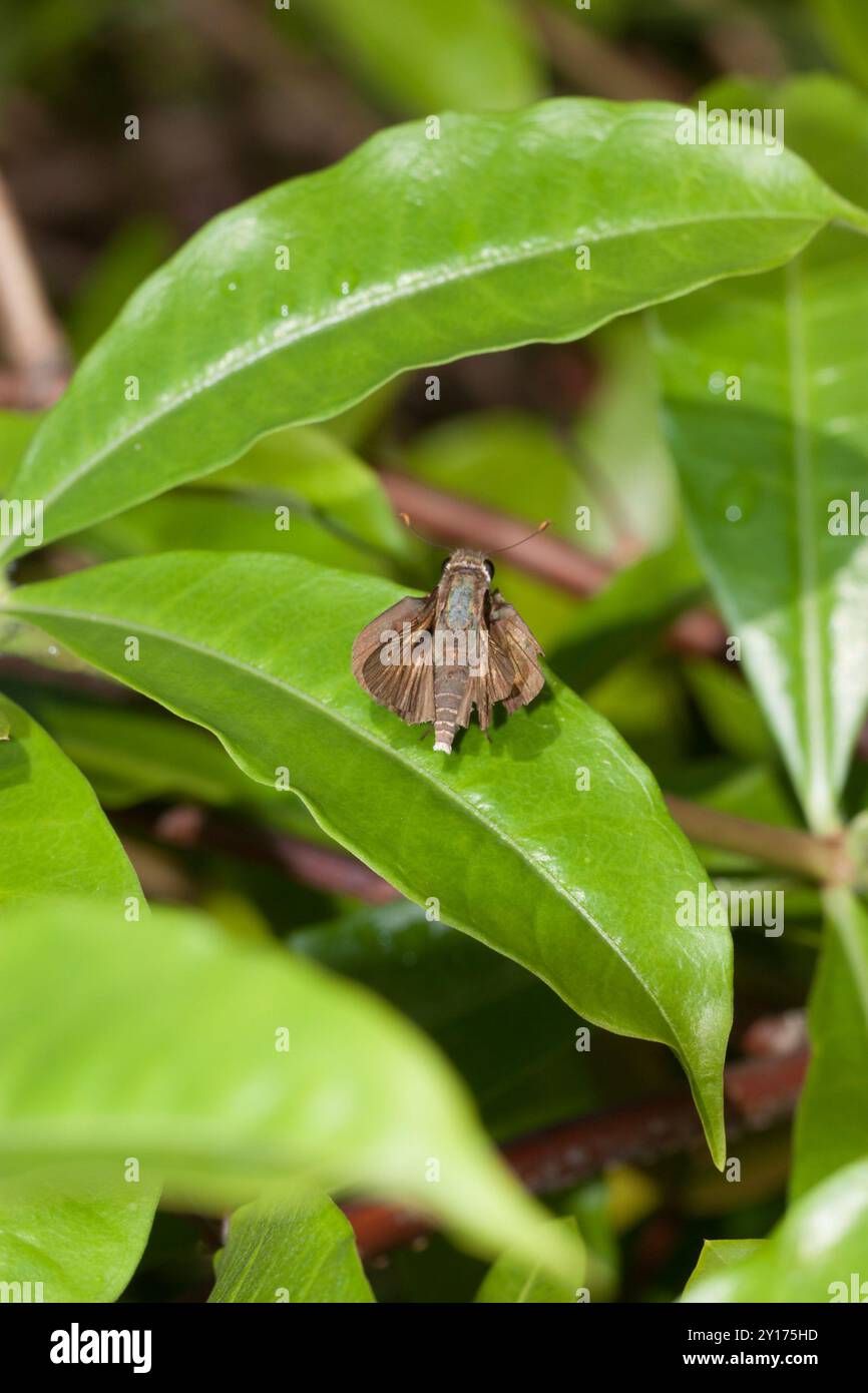 Southern Broken Dash (Polites otho) Insecta Stock Photo - Alamy