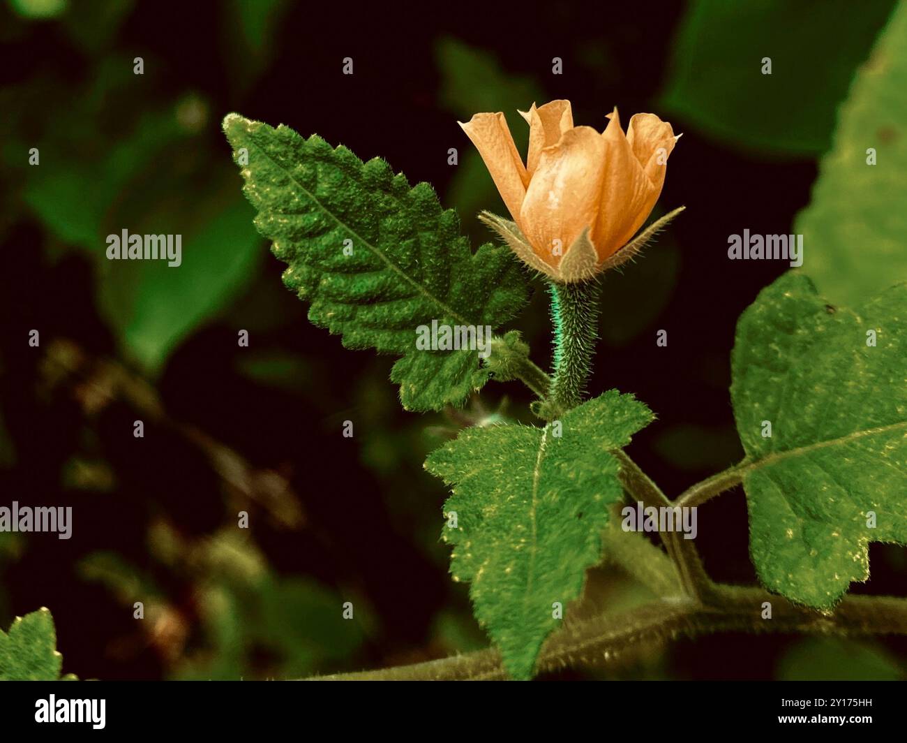 tropical blazingstar (Mentzelia aspera) Plantae Stock Photo - Alamy