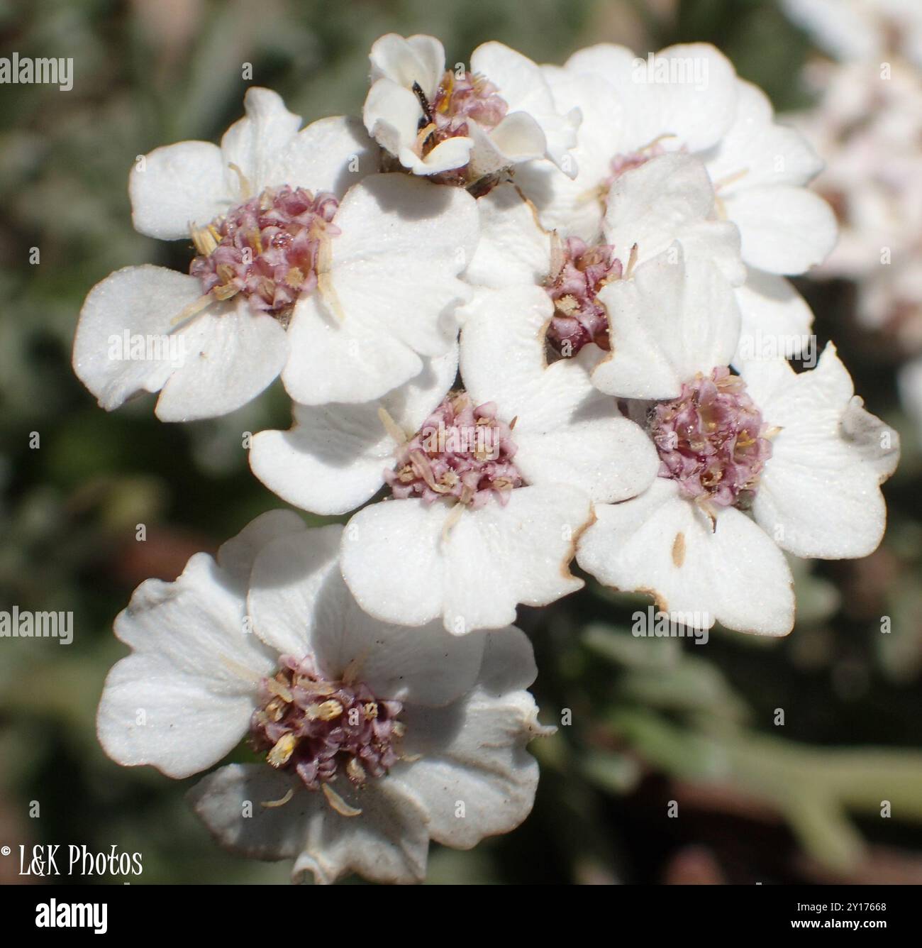 Cape Snow Bush (Eriocephalus africanus) Plantae Stock Photo - Alamy