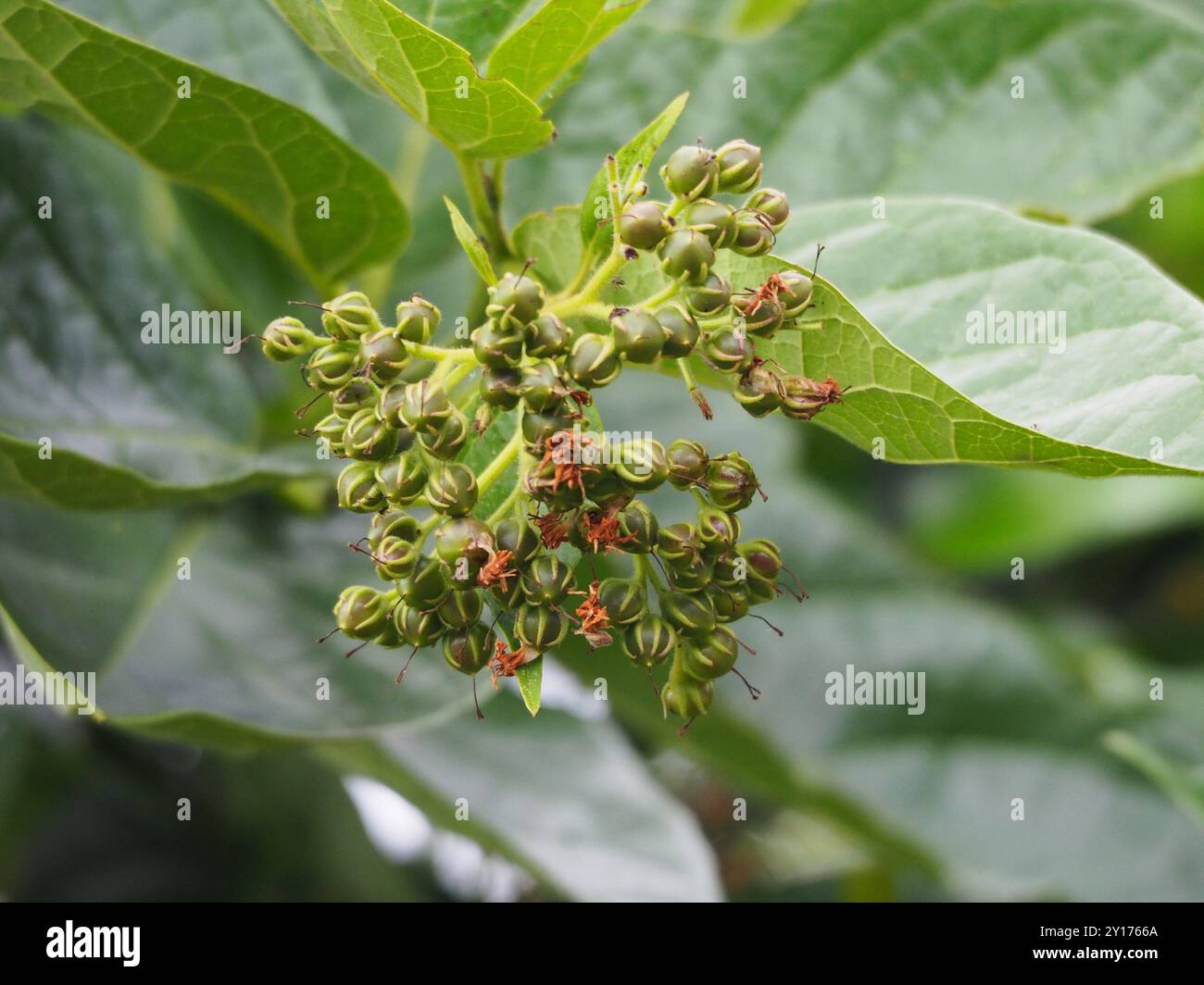 Formosa Ehretia (Ehretia resinosa) Plantae Stock Photo - Alamy