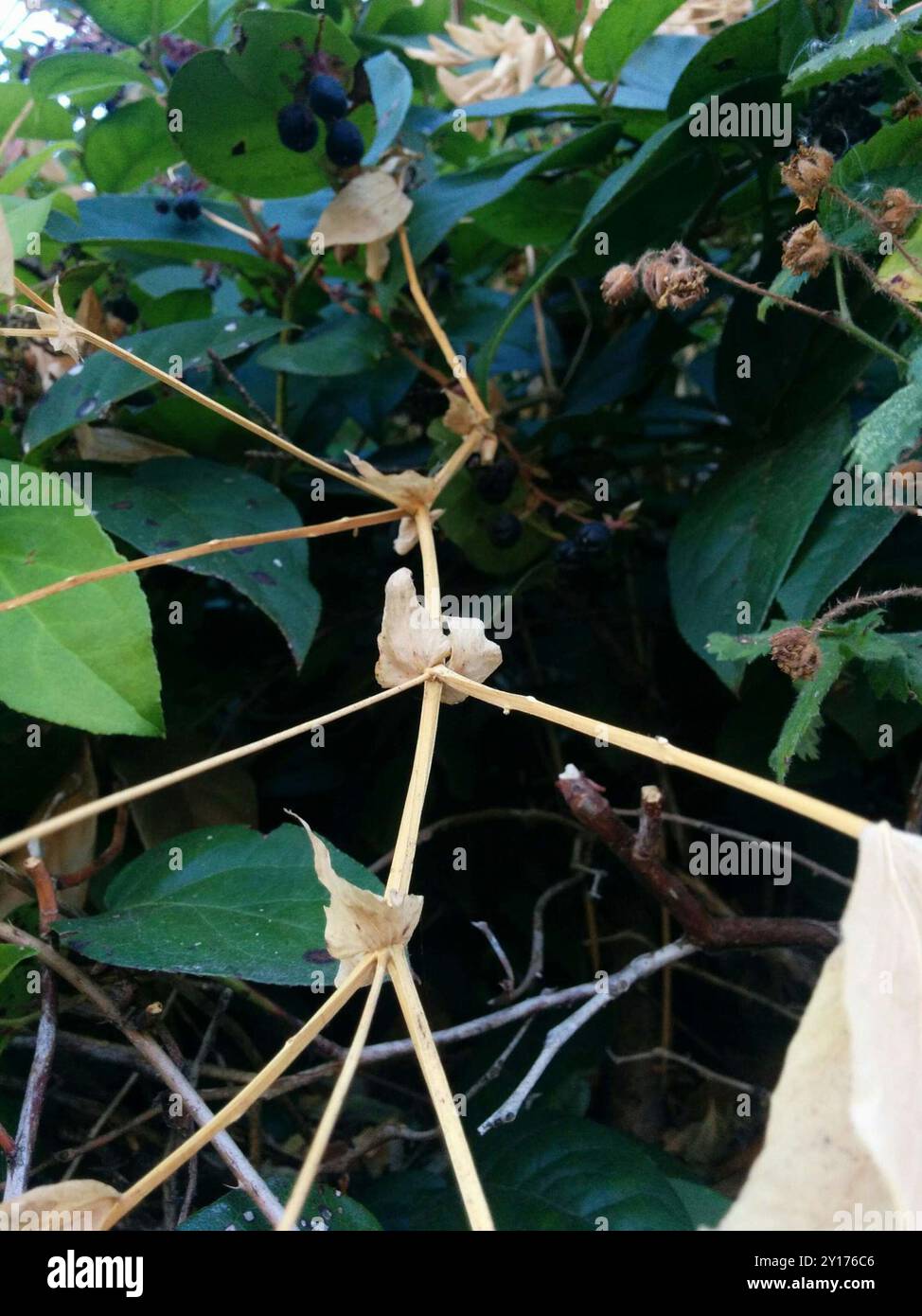 Leafy Pea (Lathyrus polyphyllus) Plantae Stock Photo - Alamy