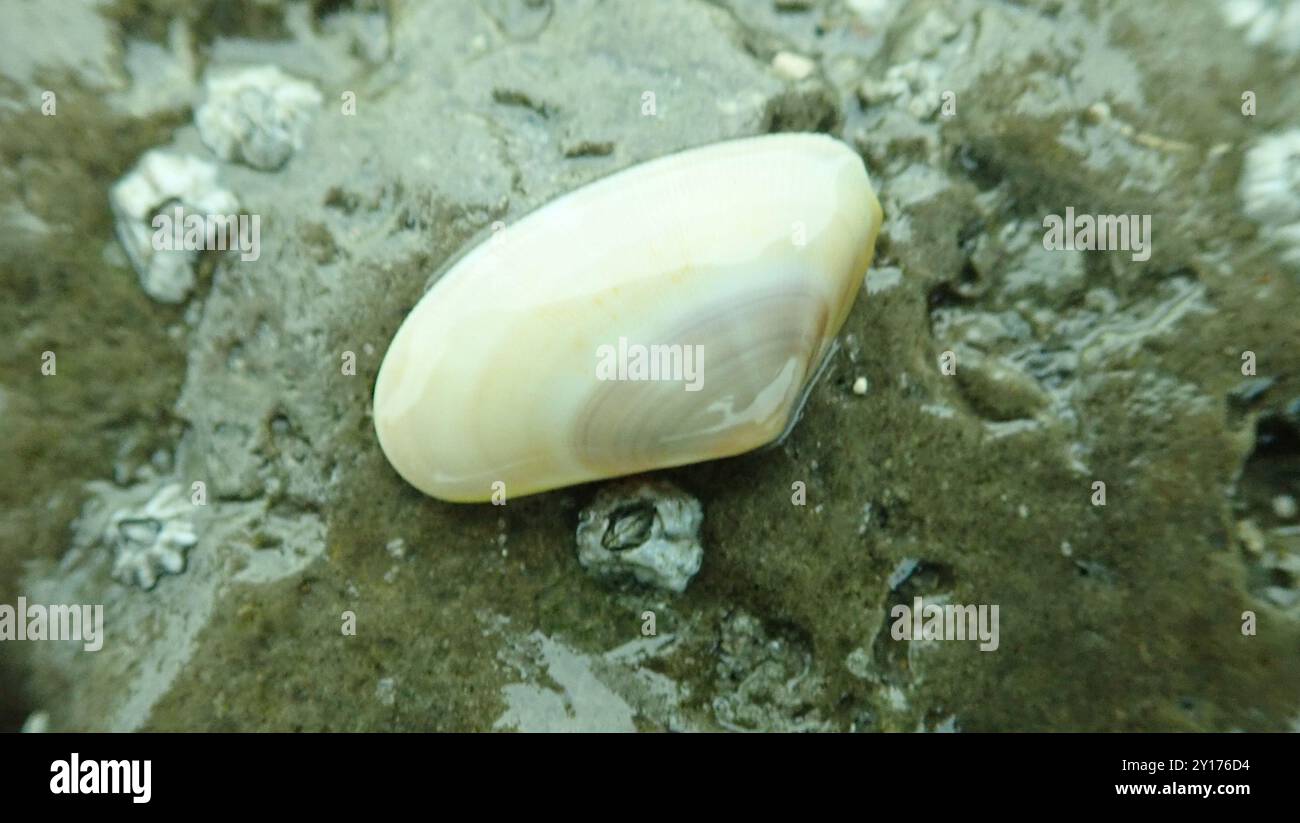 Bean Clams (Donacidae) Mollusca Stock Photo - Alamy