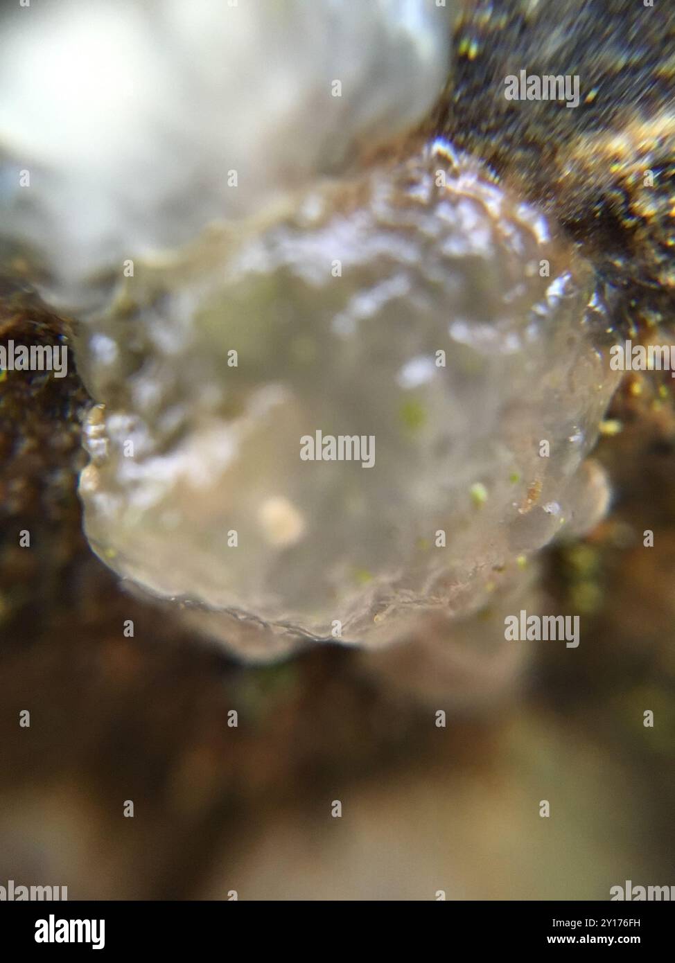 Crystal brain fungi hi-res stock photography and images - Alamy
