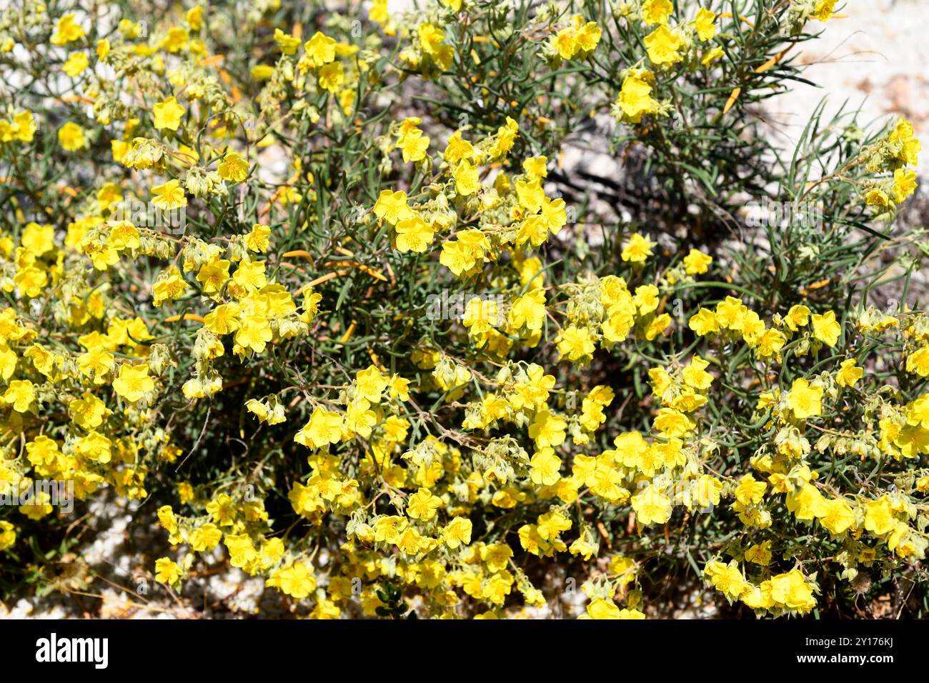 Romerillo (Helianthemum syriacum) is an evergreen shrub native to ...