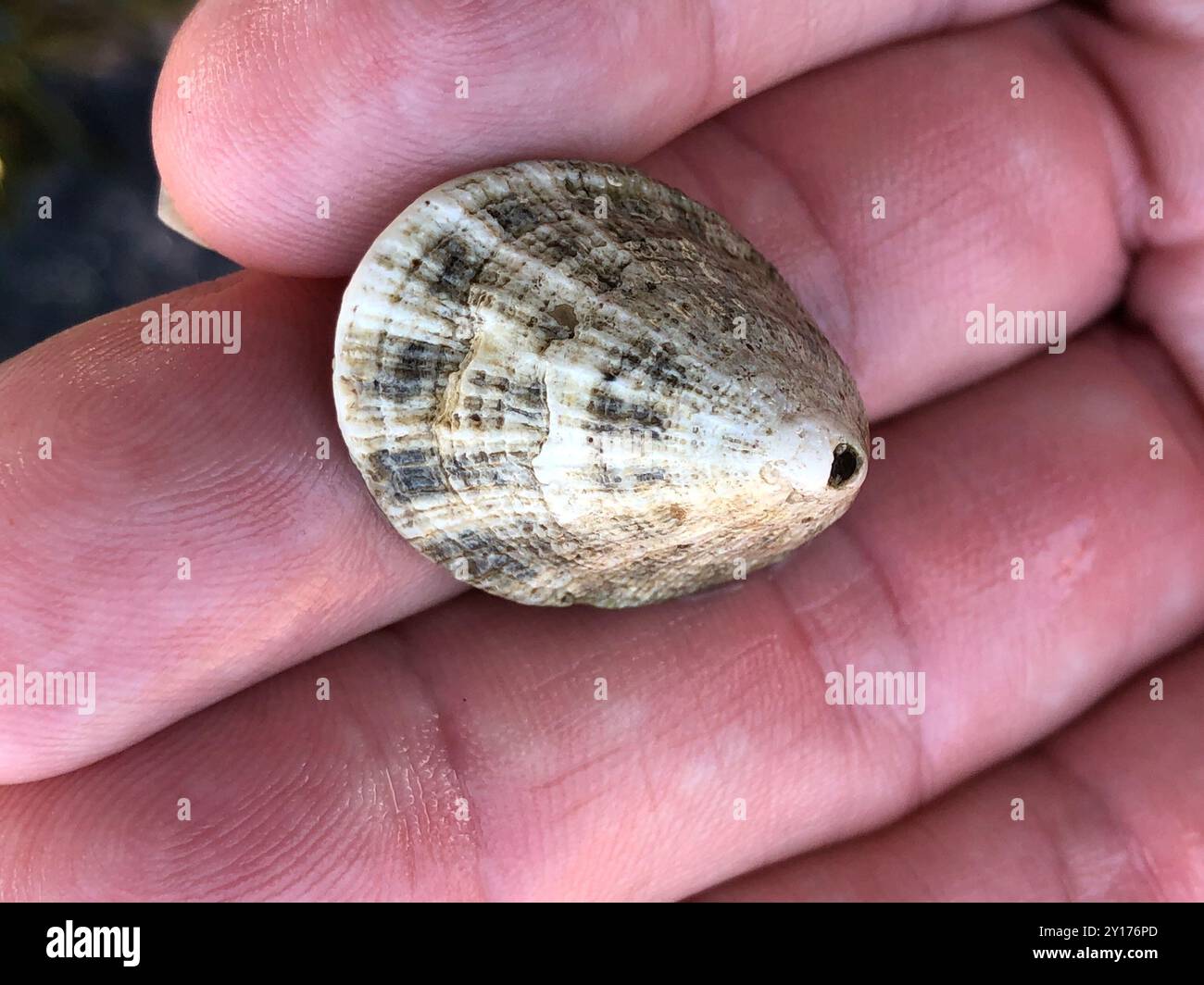 Rough Keyhole Limpet (Diodora aspera) Mollusca Stock Photo - Alamy