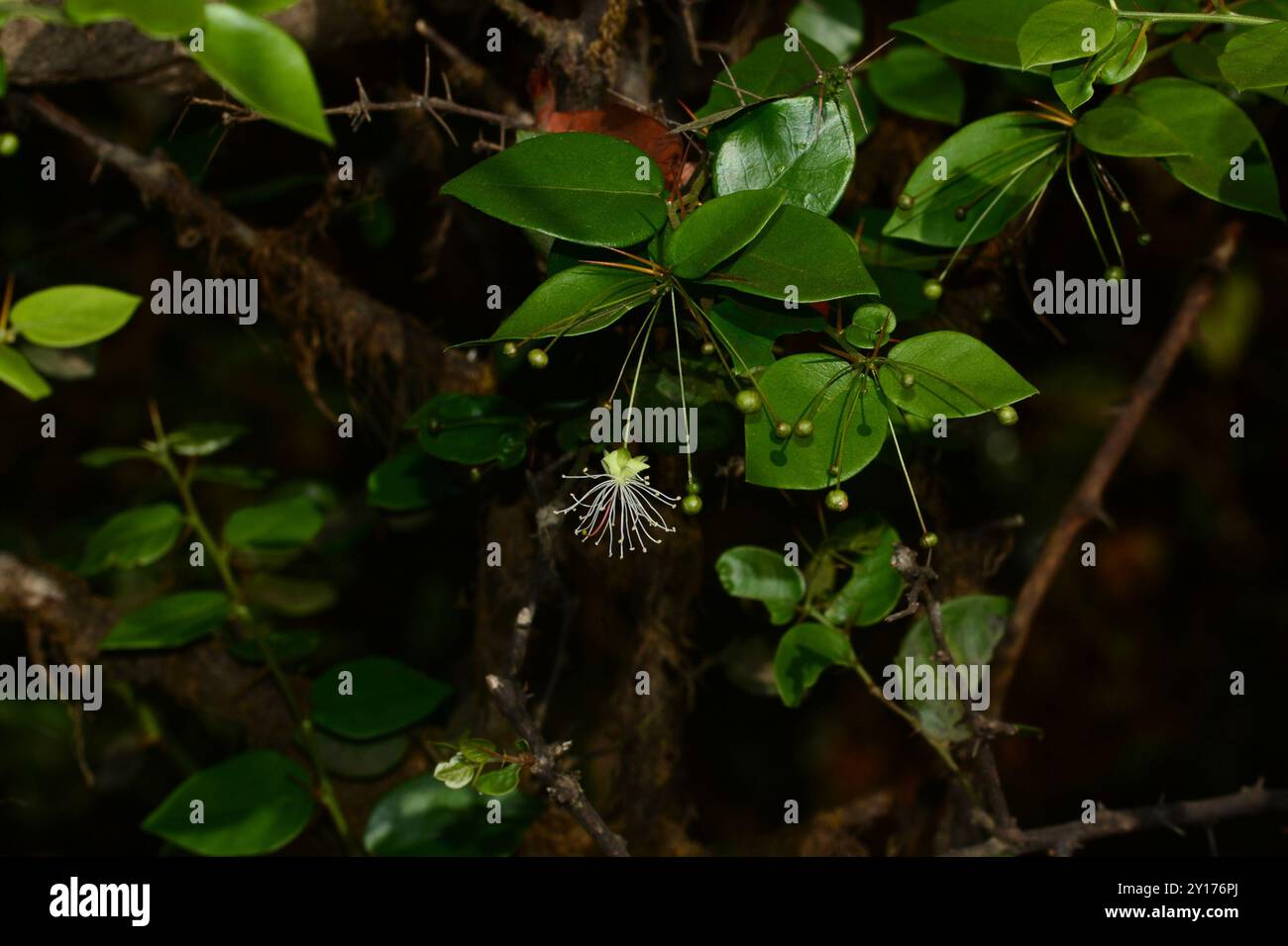 Round Leaf Caper (Capparis rotundifolia) Plantae Stock Photo - Alamy