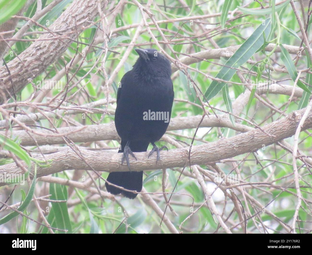 Chopí Blackbird (Gnorimopsar chopi) Aves Stock Photo - Alamy