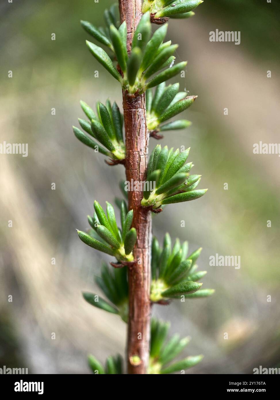chamise (Adenostoma fasciculatum) Plantae Stock Photo - Alamy