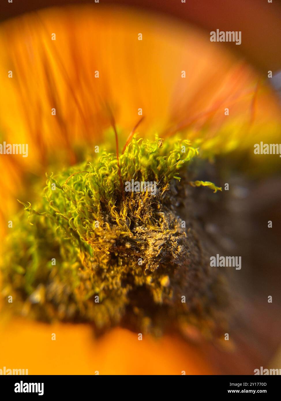 Tufted Thread-moss (Ptychostomum imbricatulum) Plantae Stock Photo - Alamy