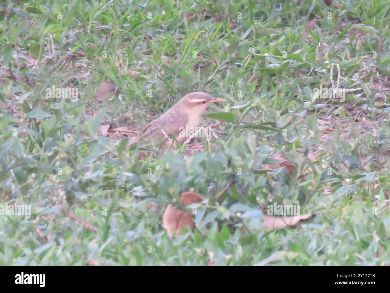 Thrush-like Wren (Campylorhynchus turdinus) Aves Stock Photo - Alamy