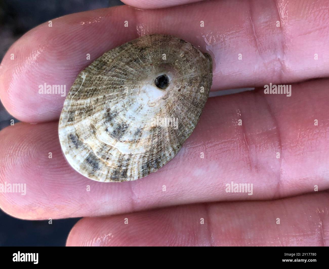 Rough Keyhole Limpet (Diodora aspera) Mollusca Stock Photo - Alamy