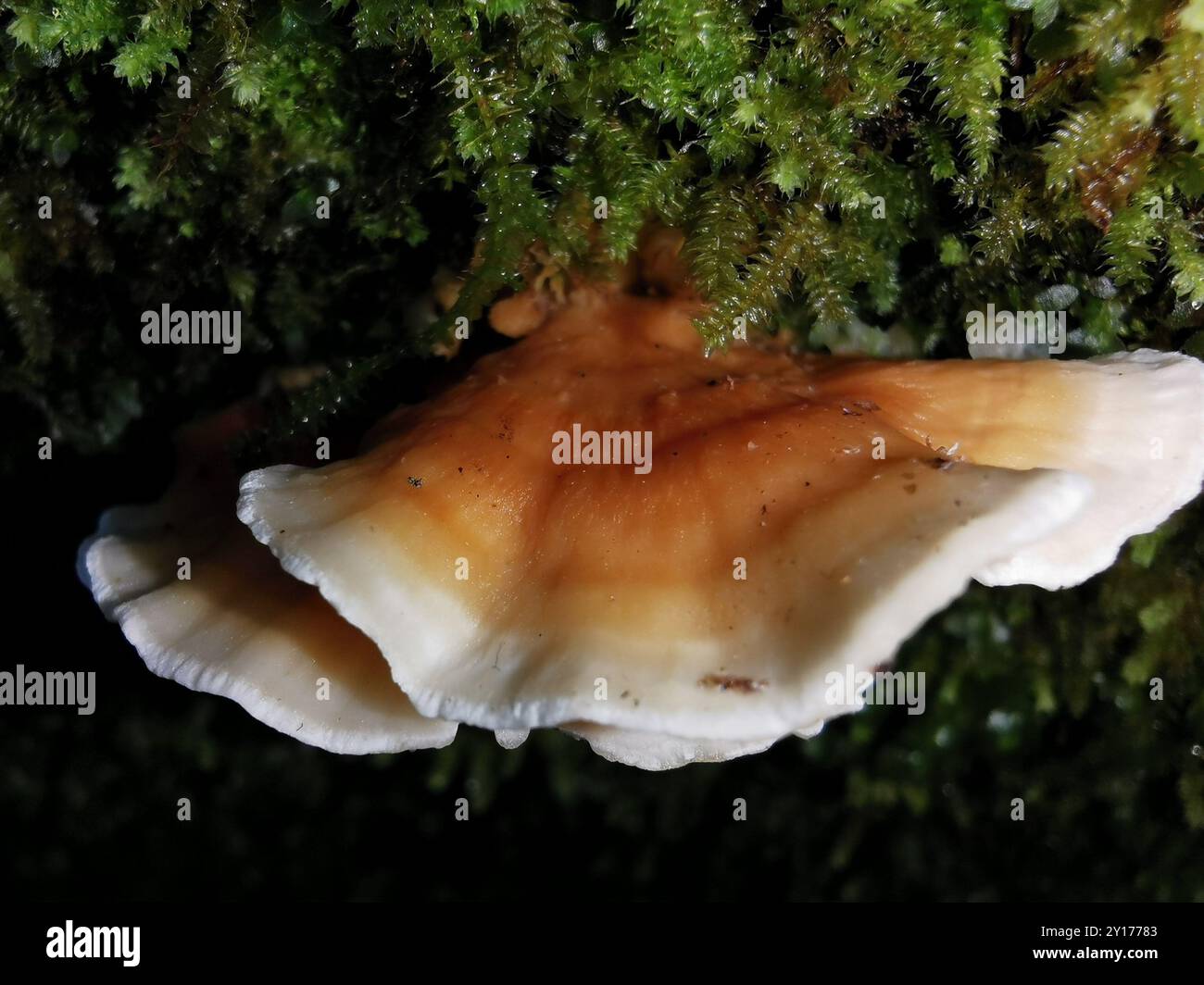 (Cerrena zonata) Fungi Stock Photo - Alamy