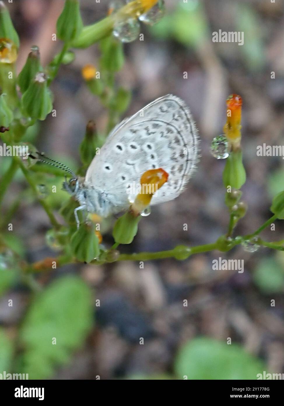 Tiny Grass Blue (Zizula hylax) Insecta Stock Photo - Alamy