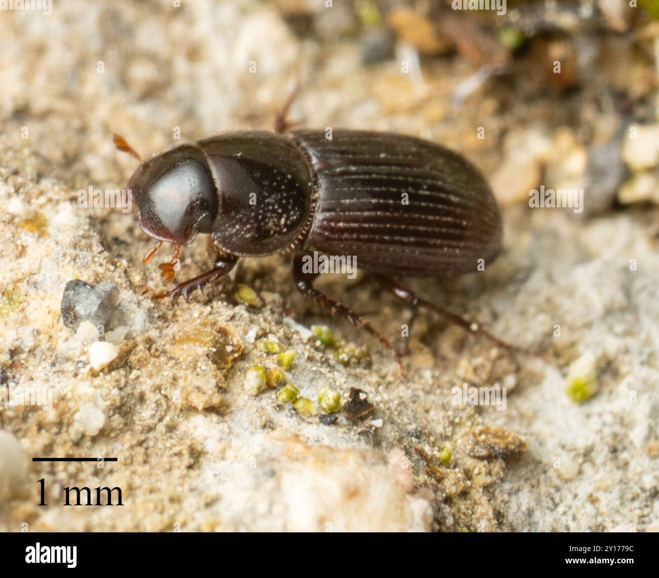Small Dung Beetles (Aphodiinae) Insecta Stock Photo - Alamy