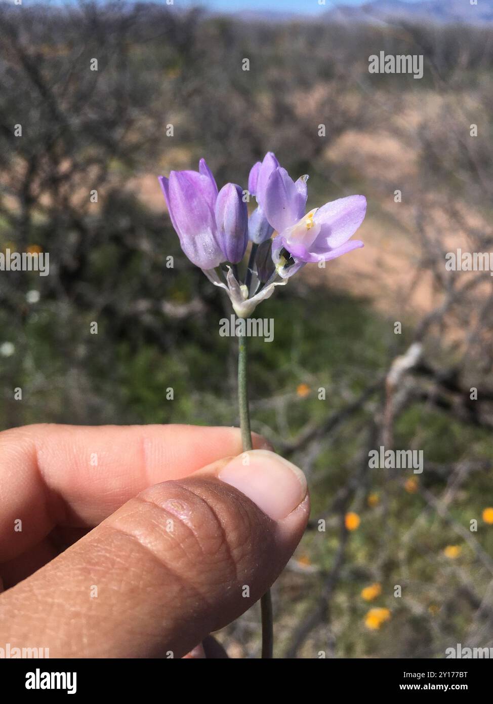 few-flowered bluedicks (Dipterostemon capitatus pauciflorus) Plantae ...