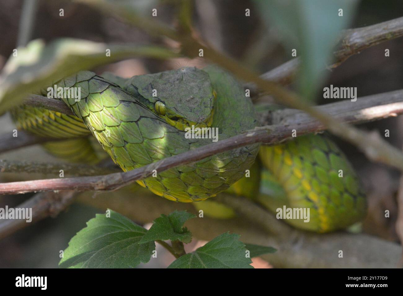 Large-scaled Pit Viper (Craspedocephalus macrolepis) Reptilia Stock ...
