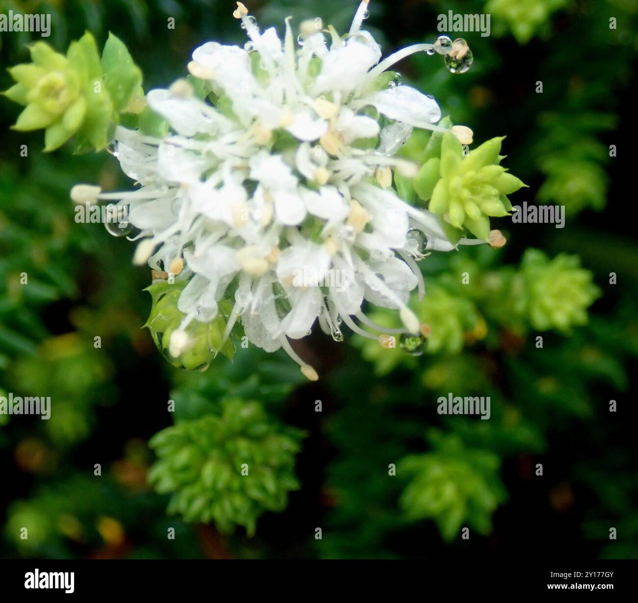 Garlic Buchu (Agathosma apiculata) Plantae Stock Photo - Alamy