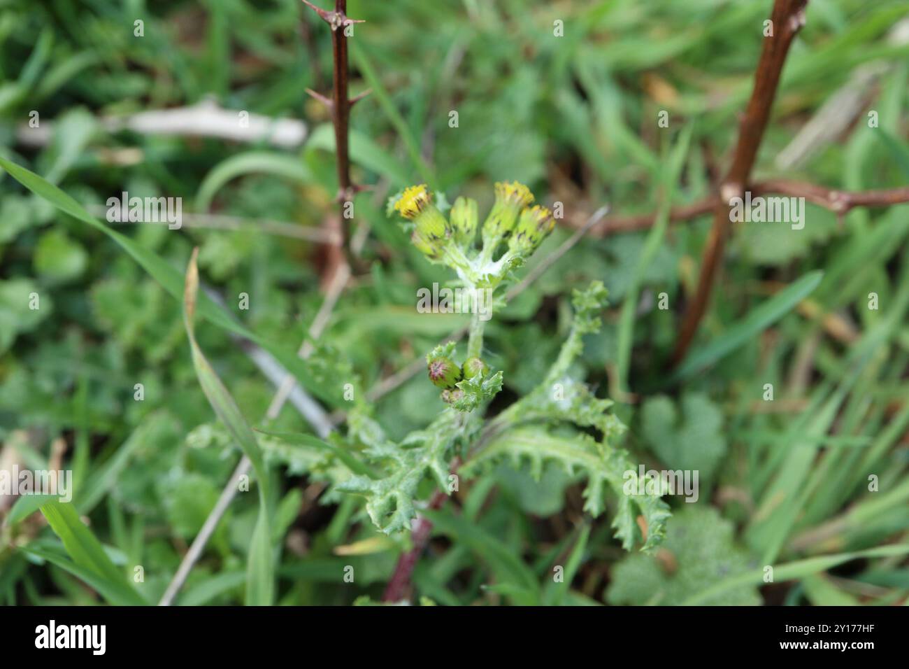 common groundsel (Senecio vulgaris) Plantae Stock Photo - Alamy