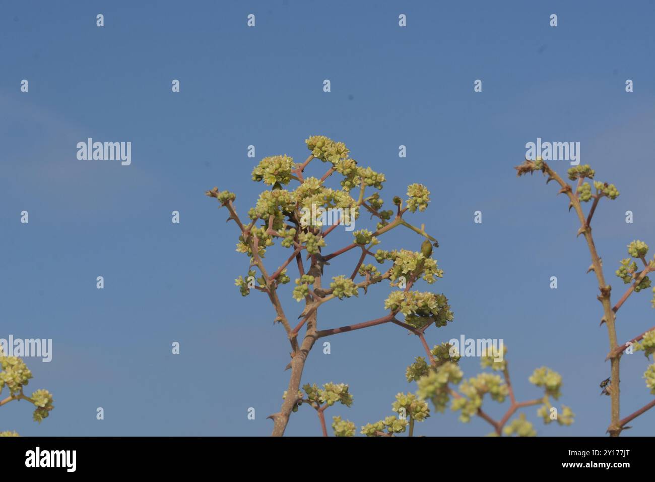 Wrinkled Jujube (Ziziphus rugosa) Plantae Stock Photo - Alamy
