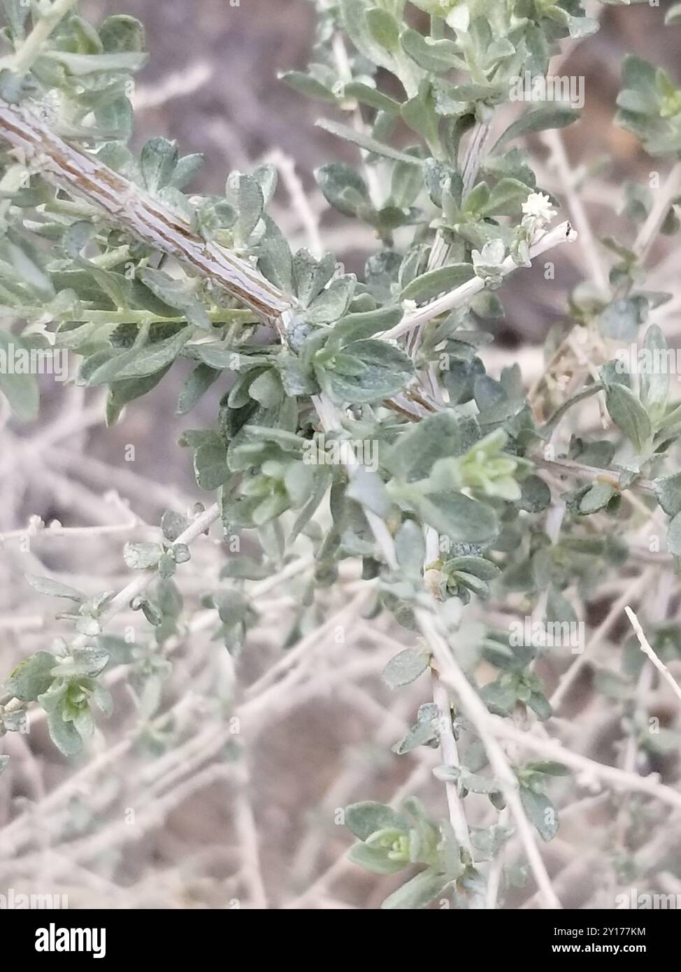 Cattle Saltbush (Atriplex polycarpa) Plantae Stock Photo - Alamy