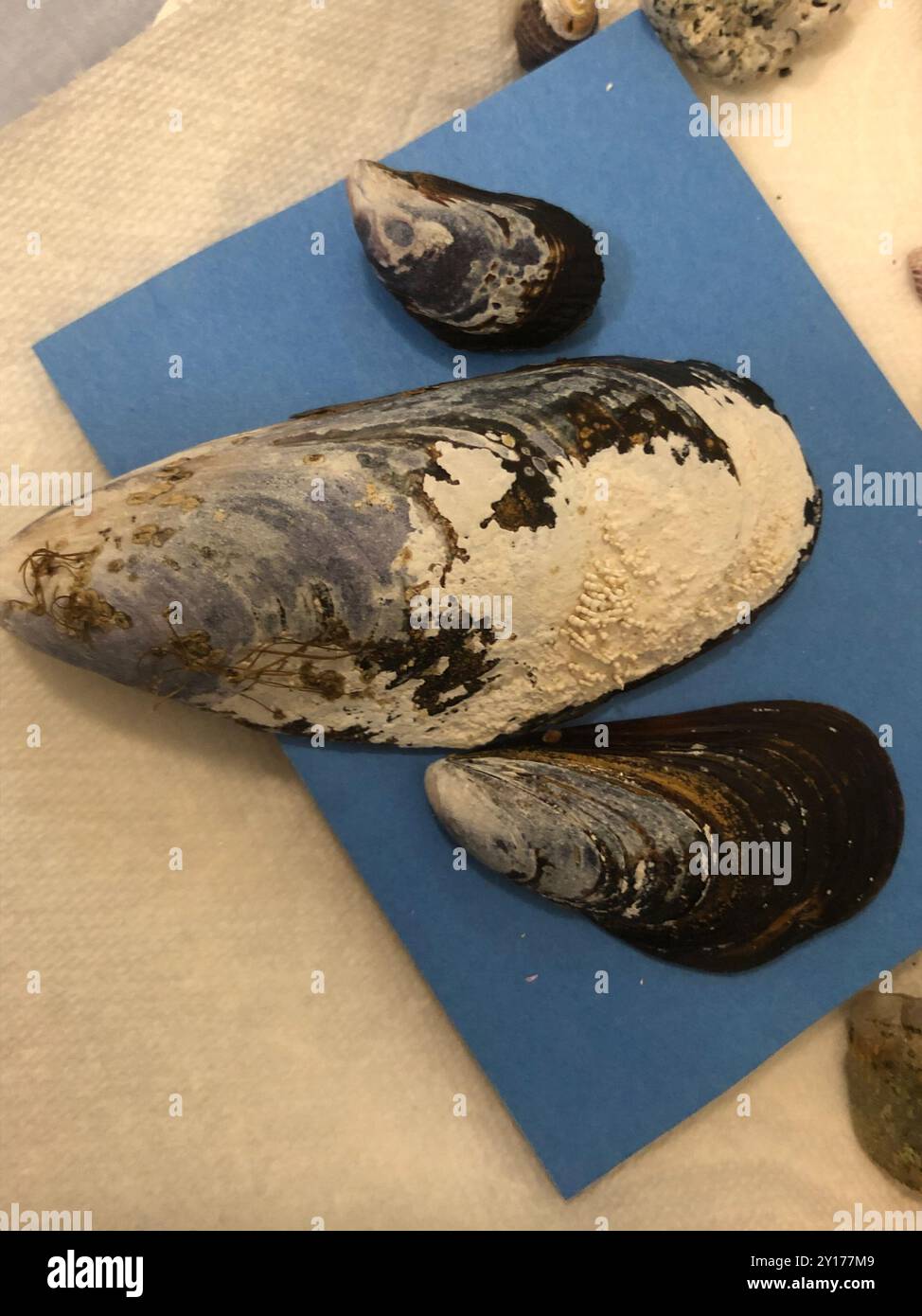 California Mussel (Mytilus californianus) Mollusca Stock Photo - Alamy