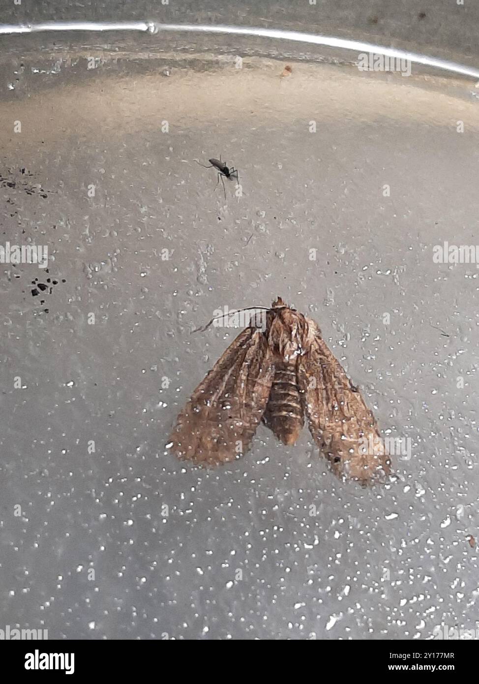 Morrison's Sallow (Eupsilia morrisoni) Insecta Stock Photo - Alamy