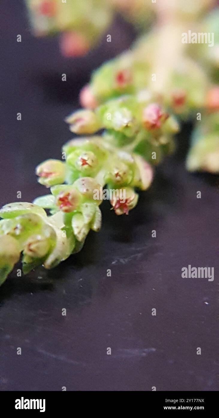 sand pygmyweed (Crassula connata) Plantae Stock Photo - Alamy