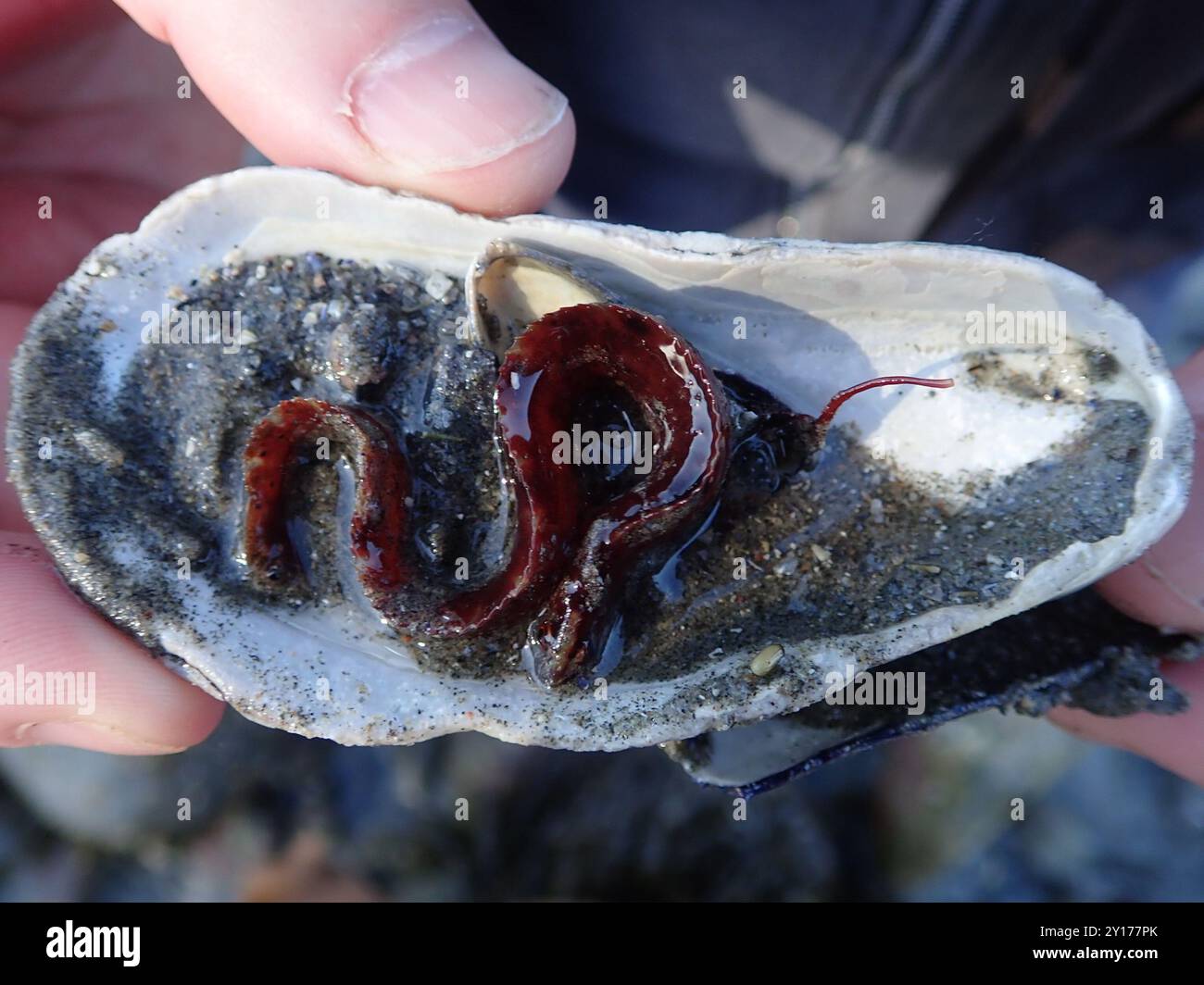 Rock Gunnel (Pholis gunnellus) Actinopterygii Stock Photo - Alamy