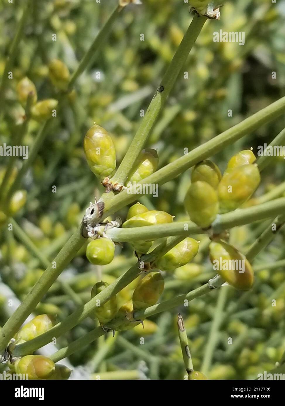 longleaf ephedra (Ephedra trifurca) Plantae Stock Photo - Alamy