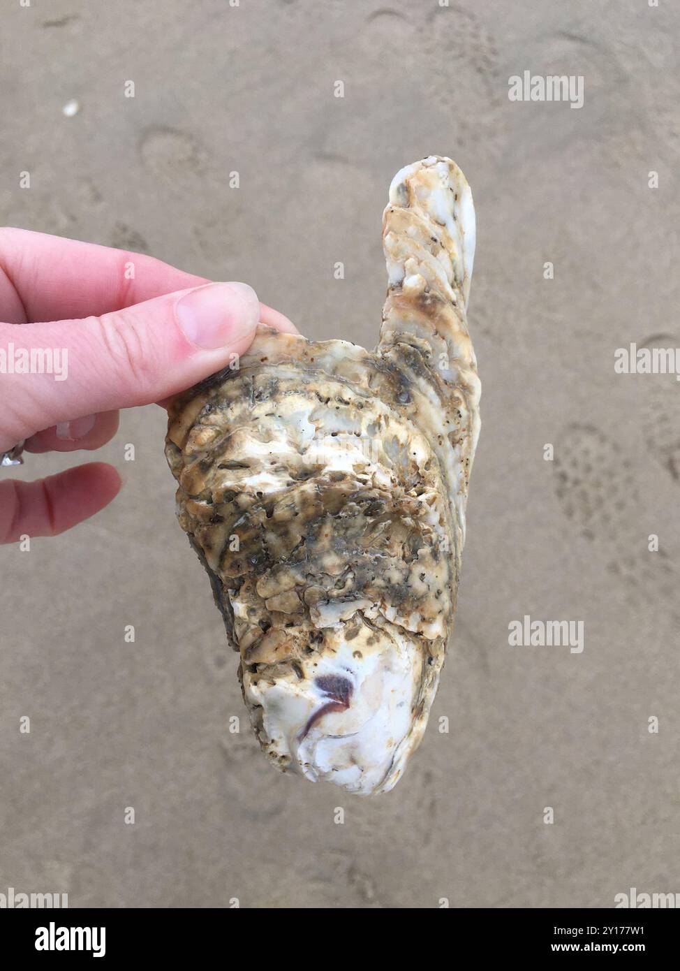 Eastern Oyster (Crassostrea virginica) Mollusca Stock Photo - Alamy