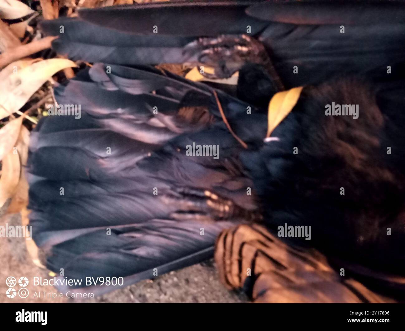 Eastern Australian Raven (Corvus coronoides coronoides) Aves Stock ...