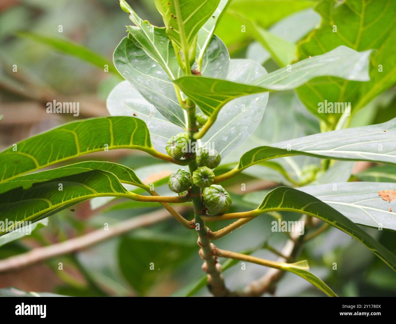 Hauili fig tree (Ficus septica) Plantae Stock Photo - Alamy