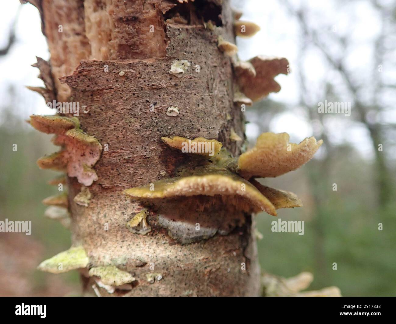 shelf fungi (Polyporales) Fungi Stock Photo - Alamy